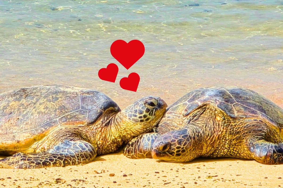 12 Fun Activities on Oahu for Couples (#9 is a MUST!)