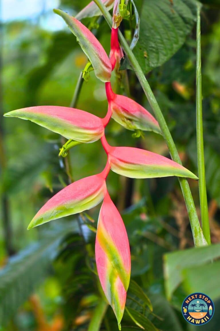 A Visitor's Guide to Hawaiian Flowers (What to Look for & Where to See ...