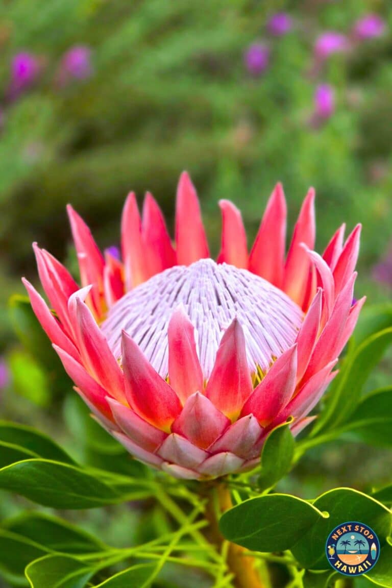 A Visitor's Guide to Hawaiian Flowers (What to Look for & Where to See ...