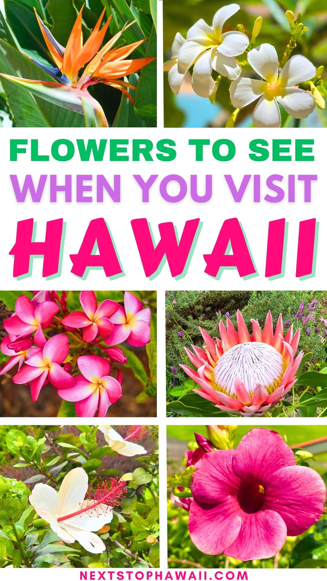 A Visitor's Guide to Hawaiian Flowers (What to Look for & Where to See ...