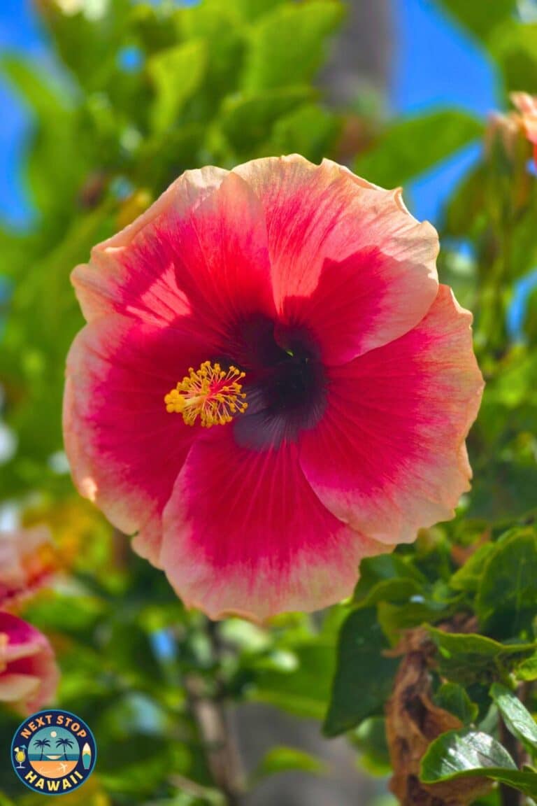 A Visitor's Guide to Hawaiian Flowers (What to Look for & Where to See ...