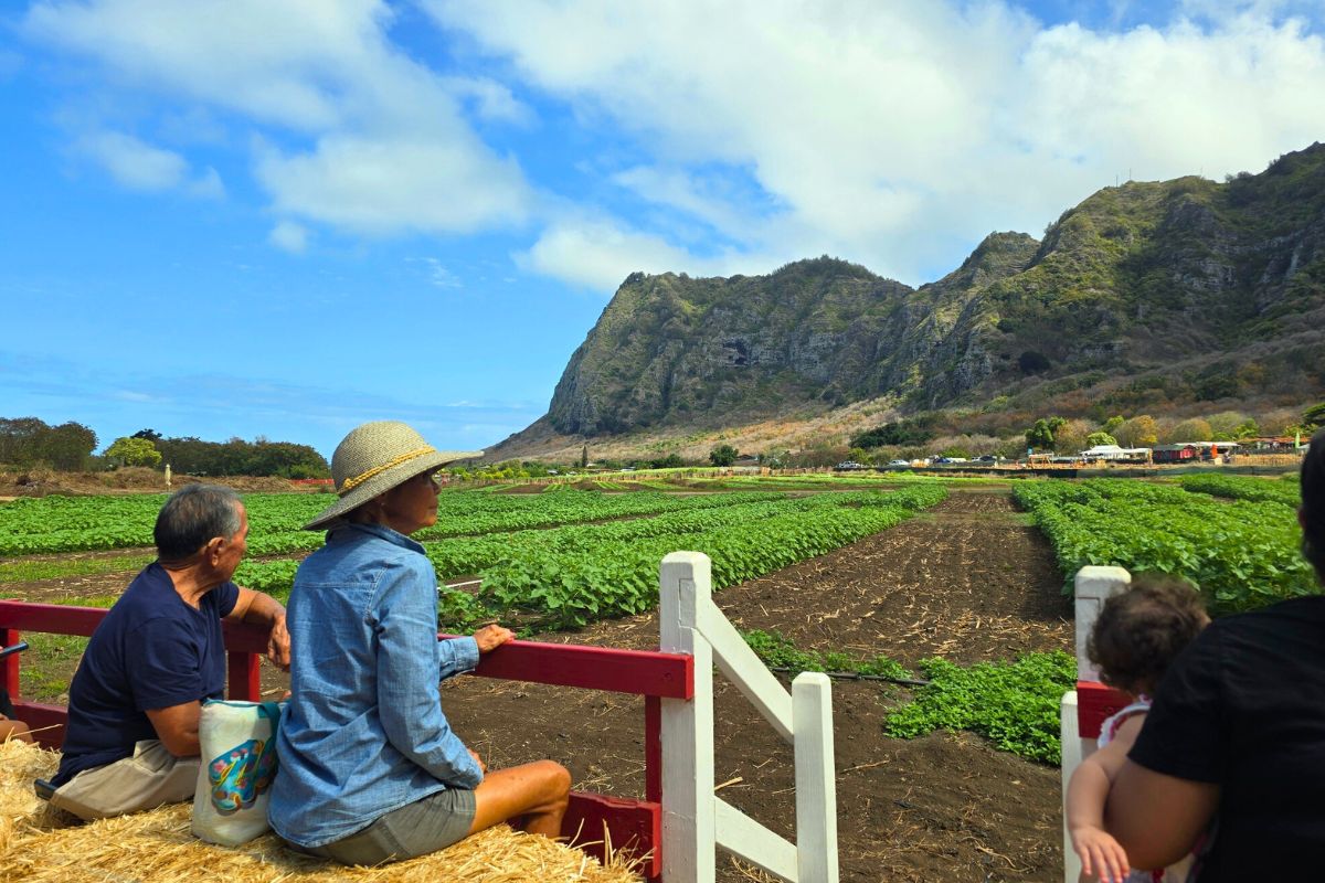 Pumpkins, Sunflowers, & Family Fun at Oahu's Waimanalo Country Farms! 🌻🎃